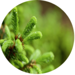 Our Story - Alaskan Brewing Co.